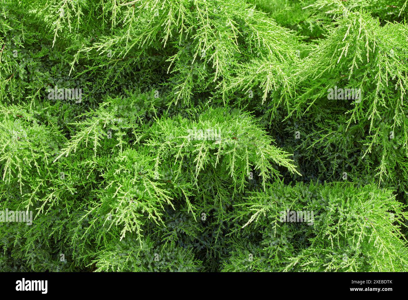 Lush coniferous evergreen ornamental shrub in the landscape design of a ...