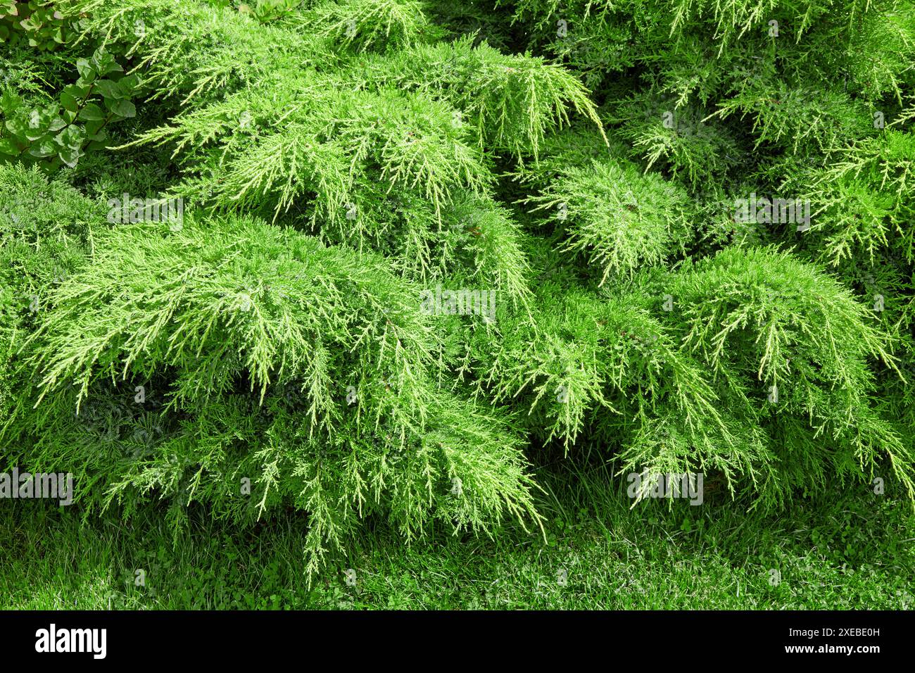 Beautiful chinese juniper evergreen hi-res stock photography and images ...
