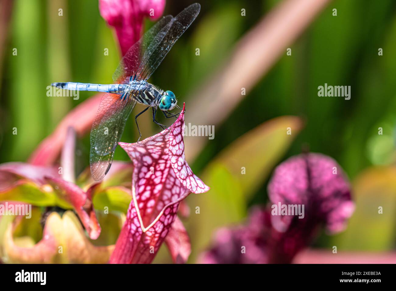Beautiful blue dasher (Pachydiplax longipennis) dragonfly on a colorful ...
