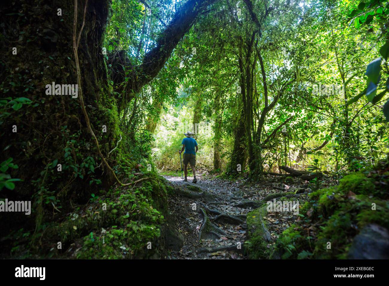 Primary forest in Canada's wilderness Stock Photo - Alamy