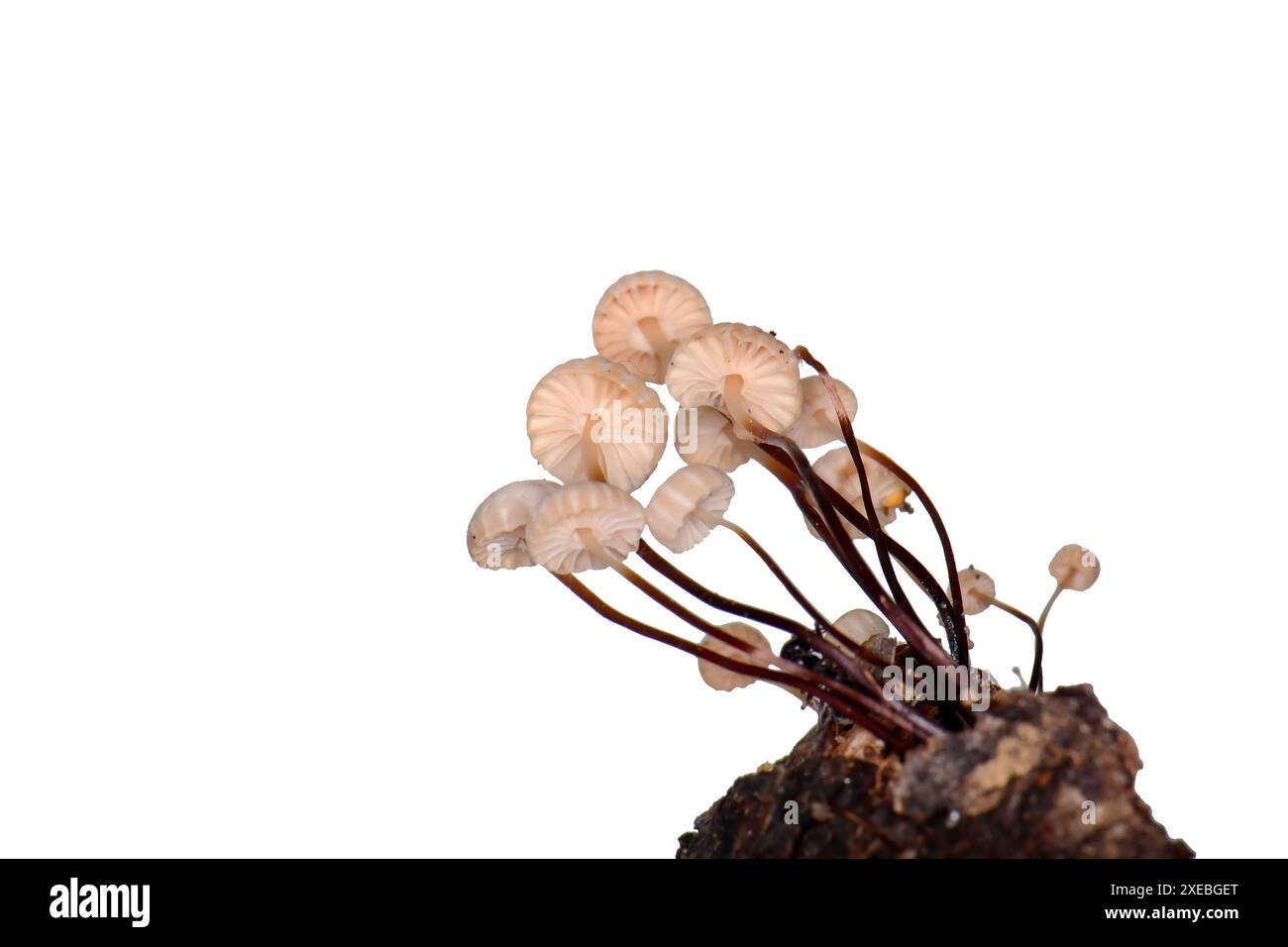 Close up aka macro Cut Out Stock Images & Pictures - Alamy