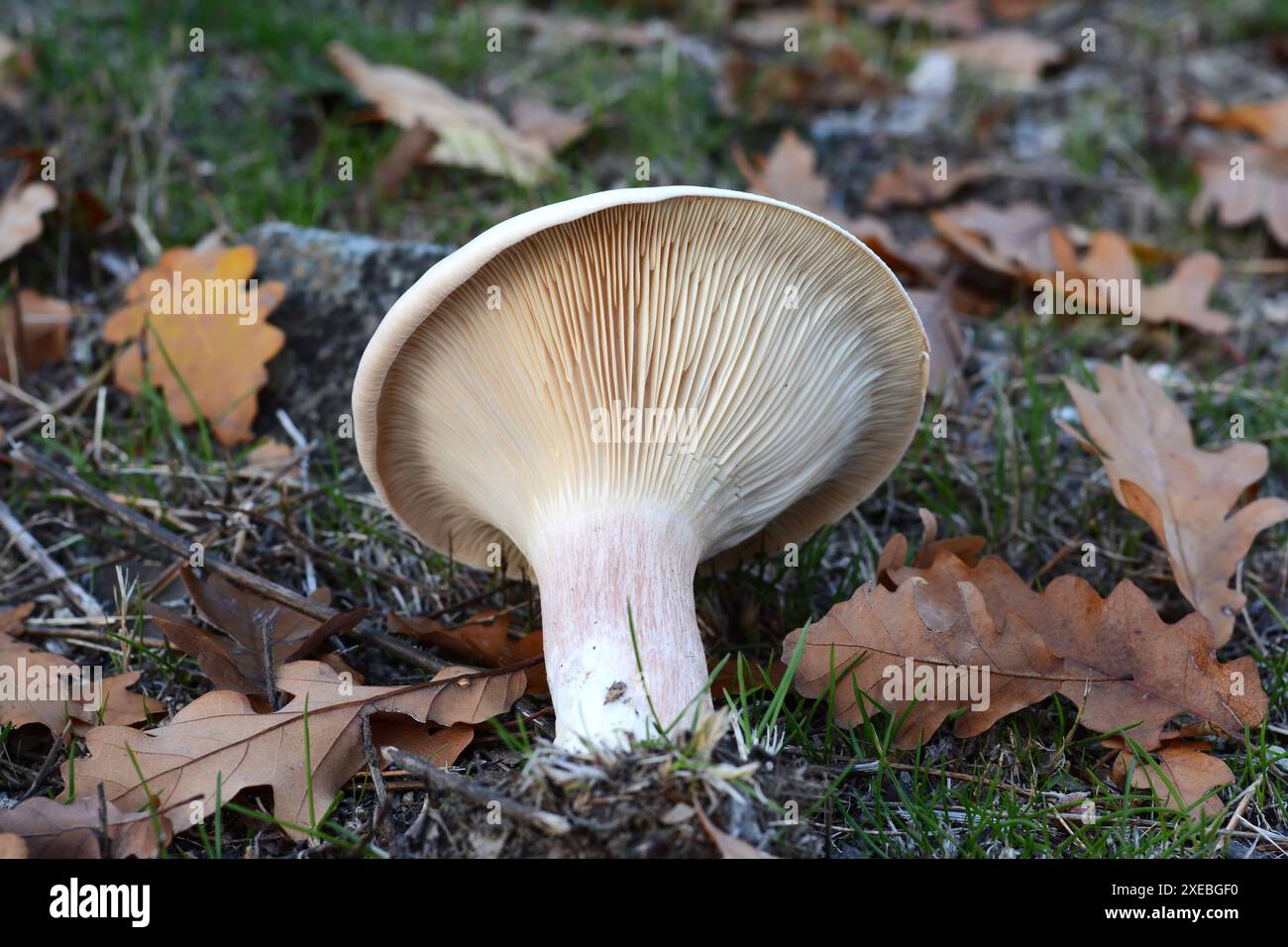 Trooping Funnel Fungus - Clitocybe geotropa Stock Photo - Alamy