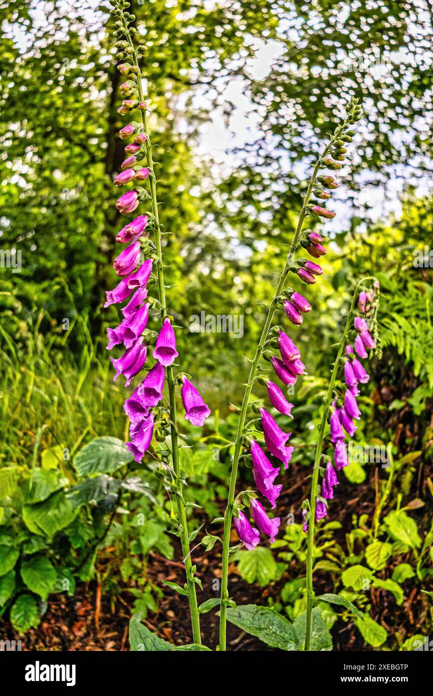 Roter fingerhot hi-res stock photography and images - Alamy