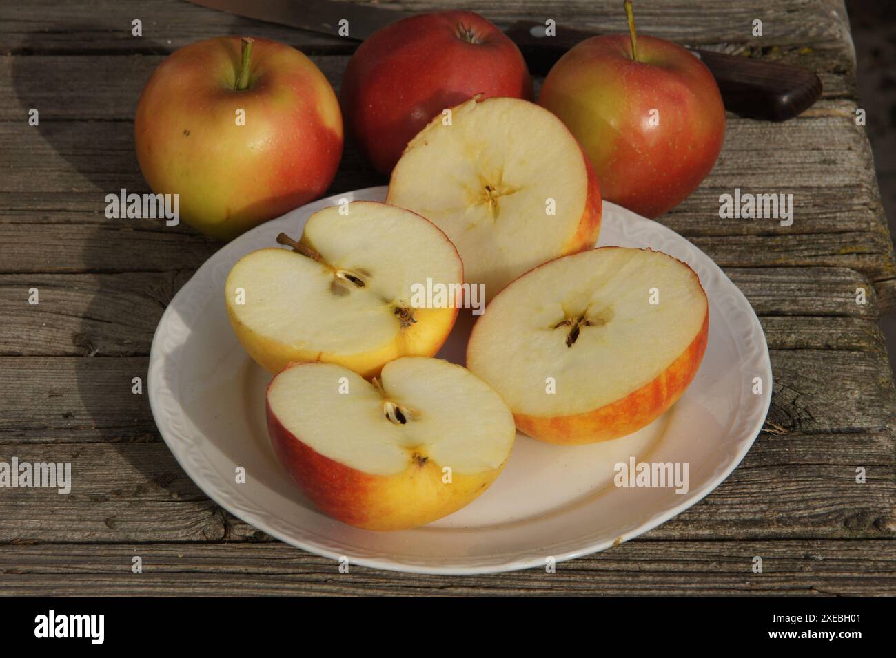 Malus domestica Elstar, apple Stock Photo - Alamy