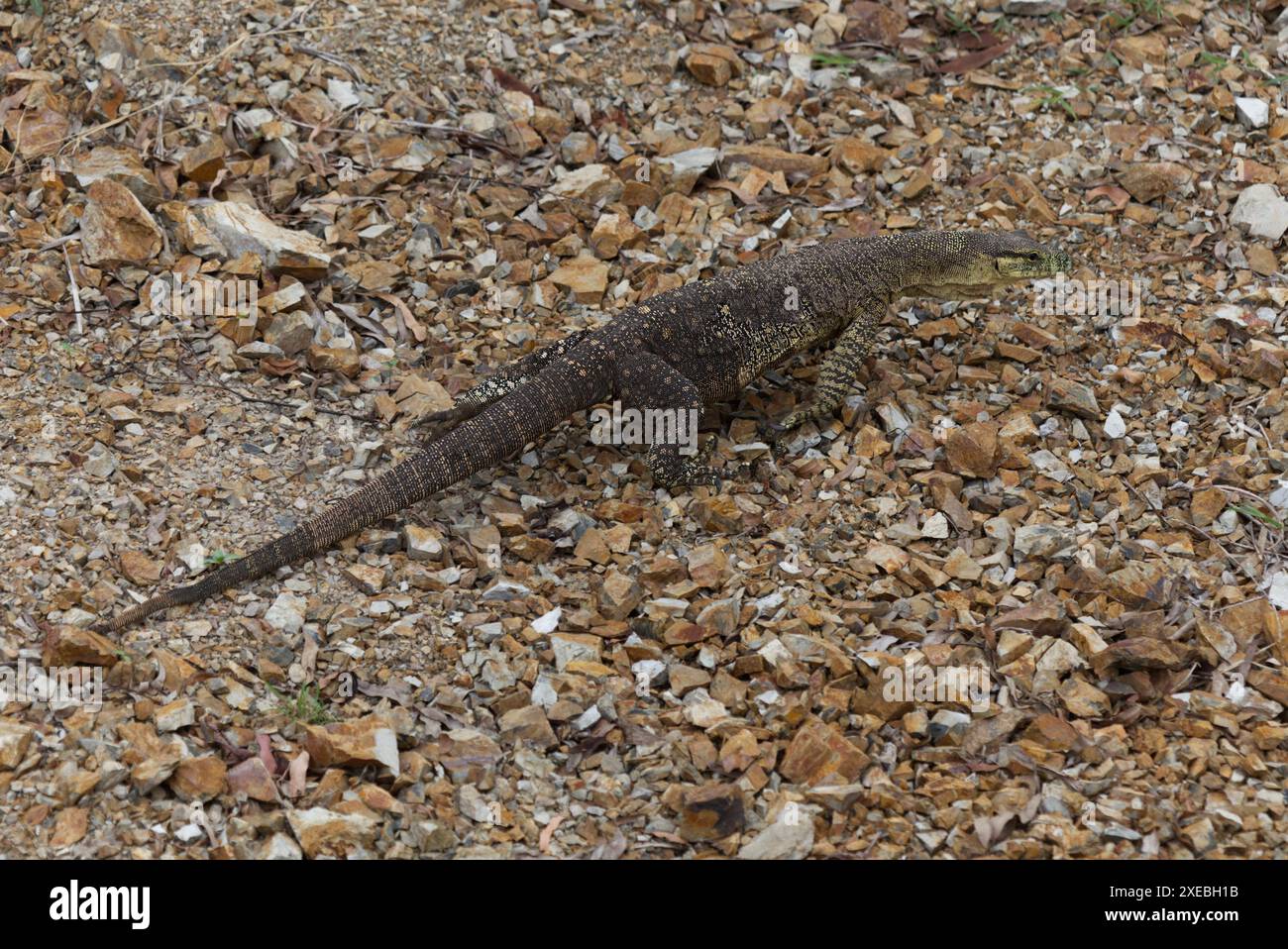 Cold australian adult hi-res stock photography and images - Alamy