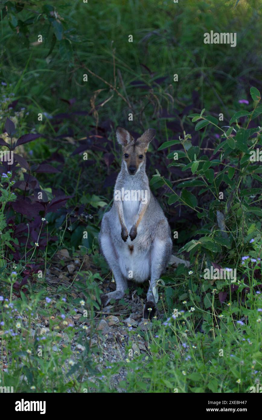 Red Necked - Bennetts Wallaby in a grassy area with wildflowers Stock ...