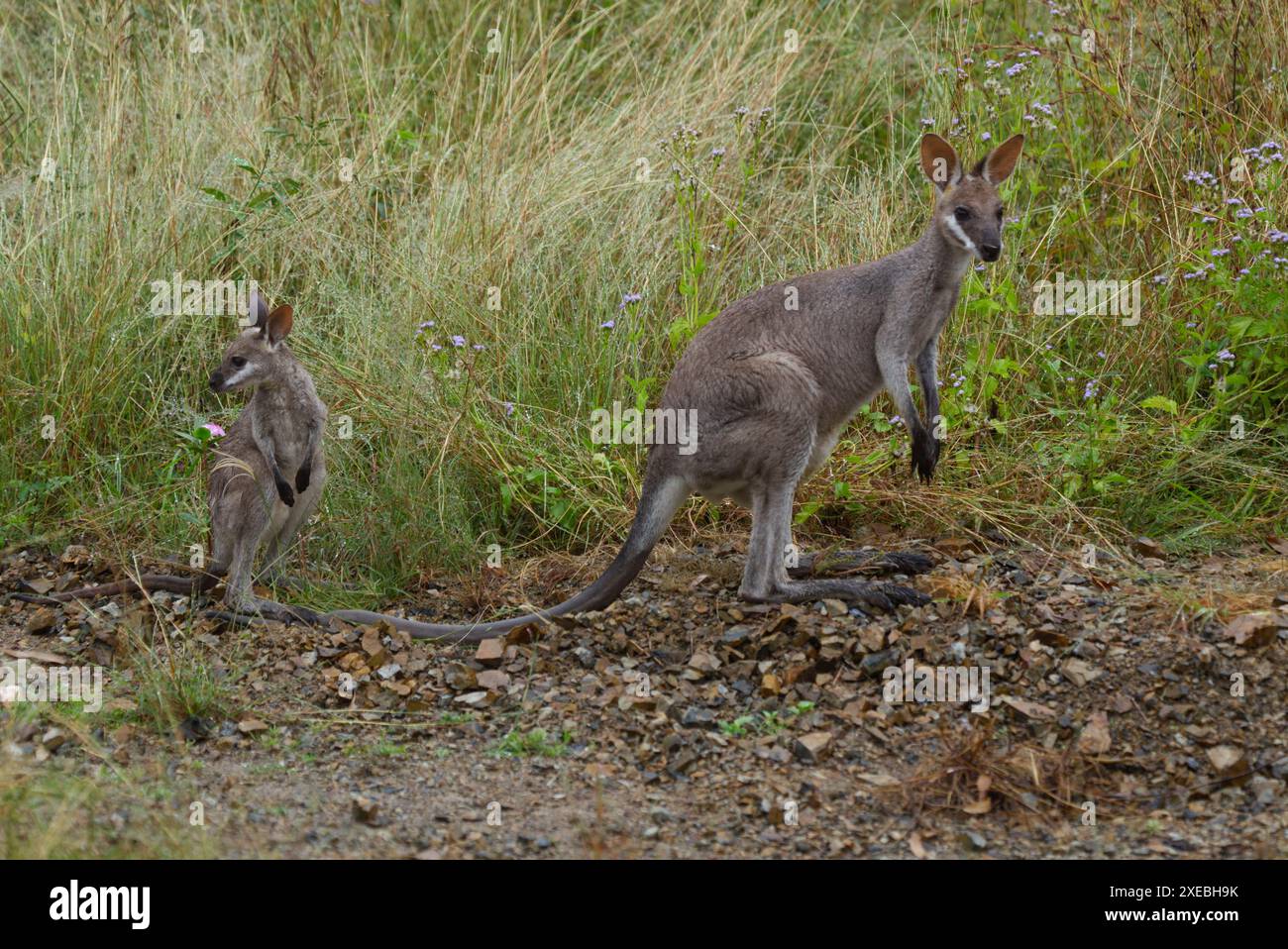 The whiptail wallaby (Macropus parryi), also known as the pretty-faced ...