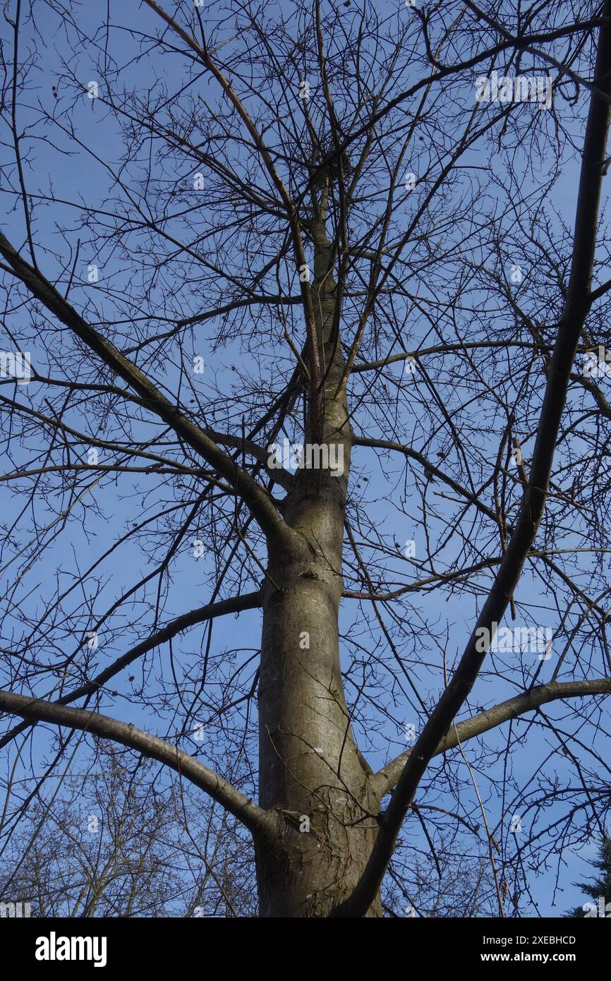 Sweet chestnut tree blossom hi-res stock photography and images - Alamy