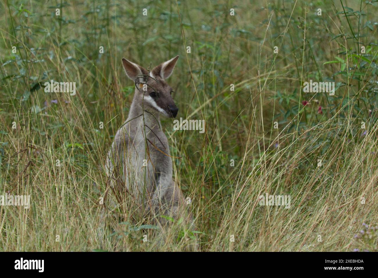 The whiptail wallaby (Macropus parryi), also known as the pretty-faced ...