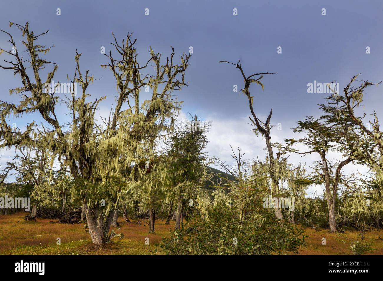 Pacific temperate rainforests hi-res stock photography and images - Alamy