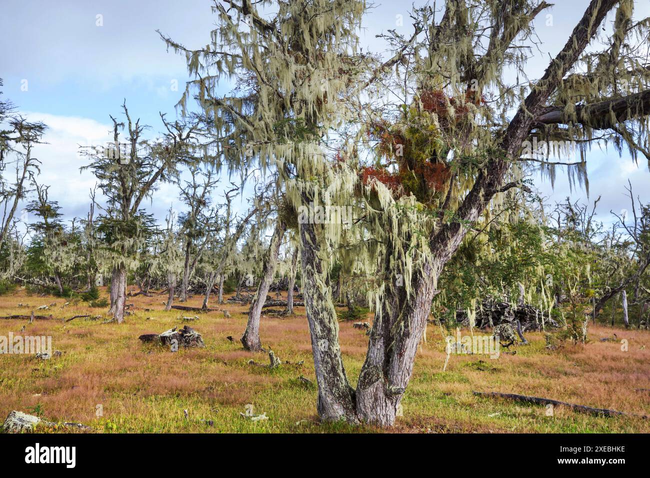 Nothofagus forests hi-res stock photography and images - Alamy