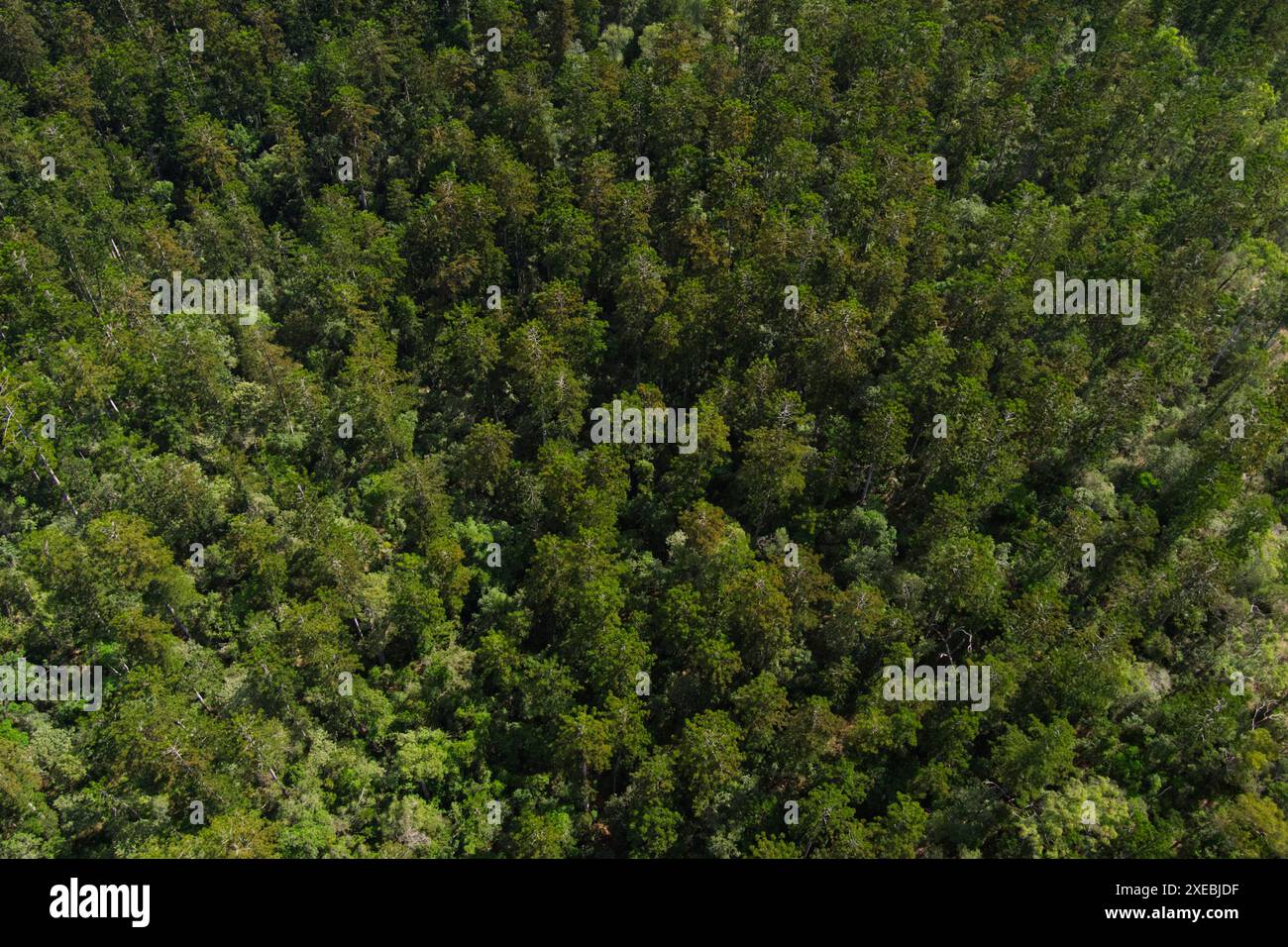 Aerial view of the Goodnight Scrub National Park in Gin Gin, Queensland ...