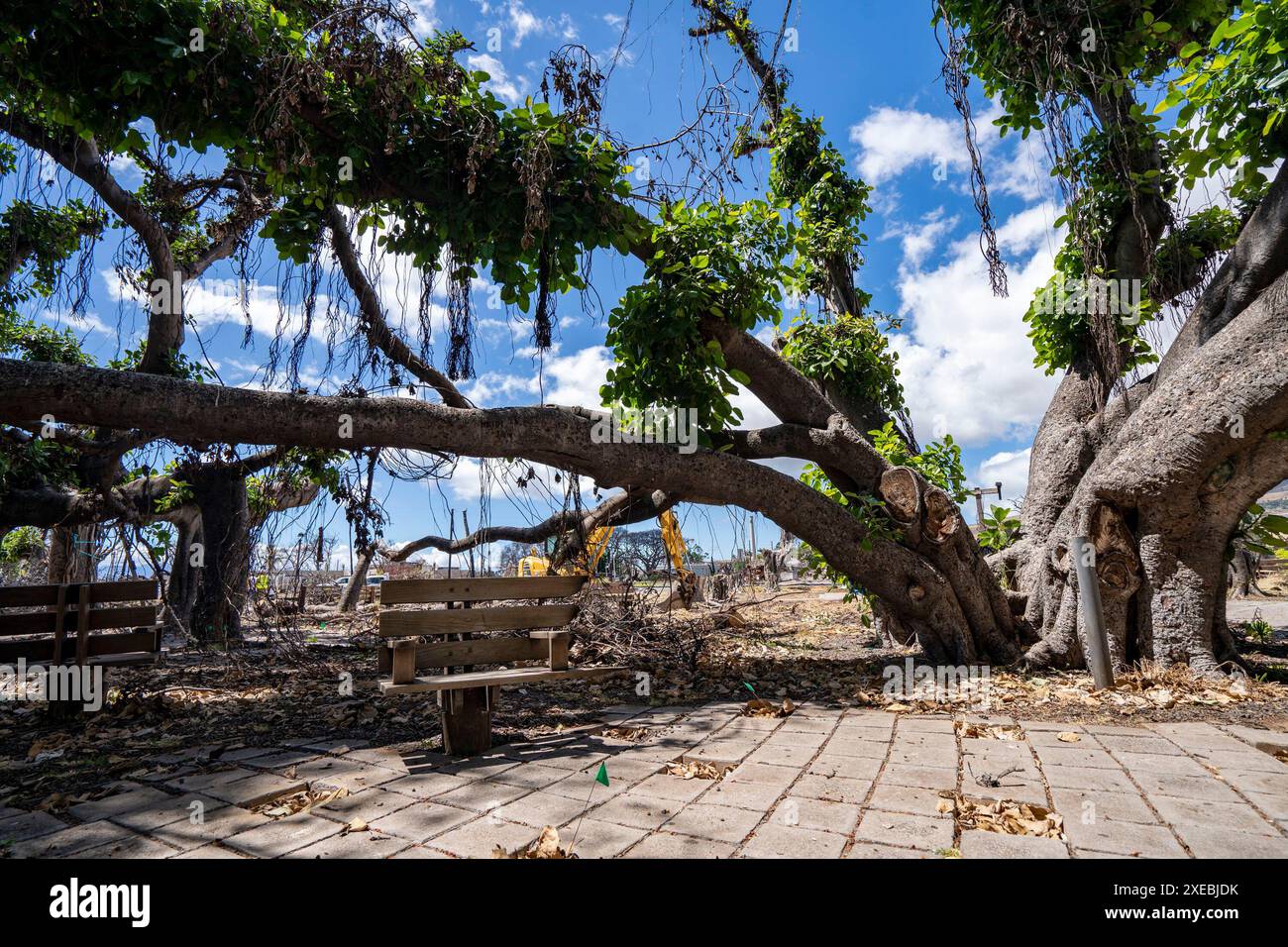 New leaves sprout from the historic Lahaina banyan tree, Wednesday ...