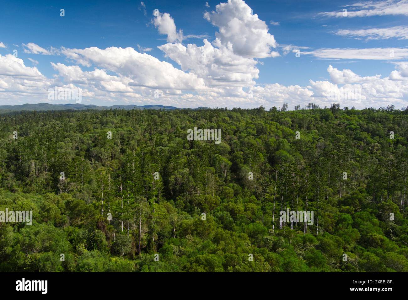 Aerial view of the Goodnight Scrub National Park in Gin Gin, Queensland ...