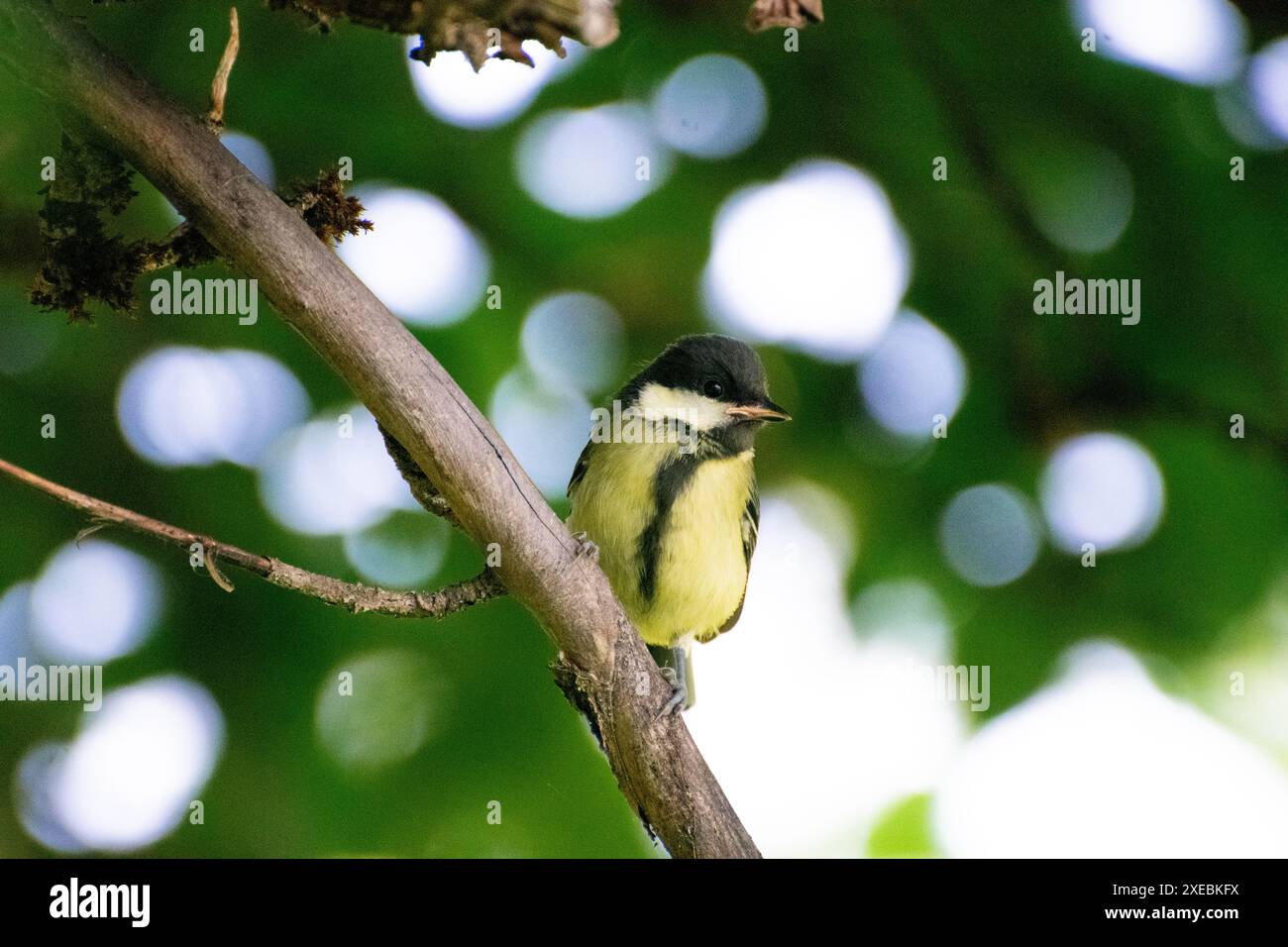 Major branch hi-res stock photography and images - Alamy