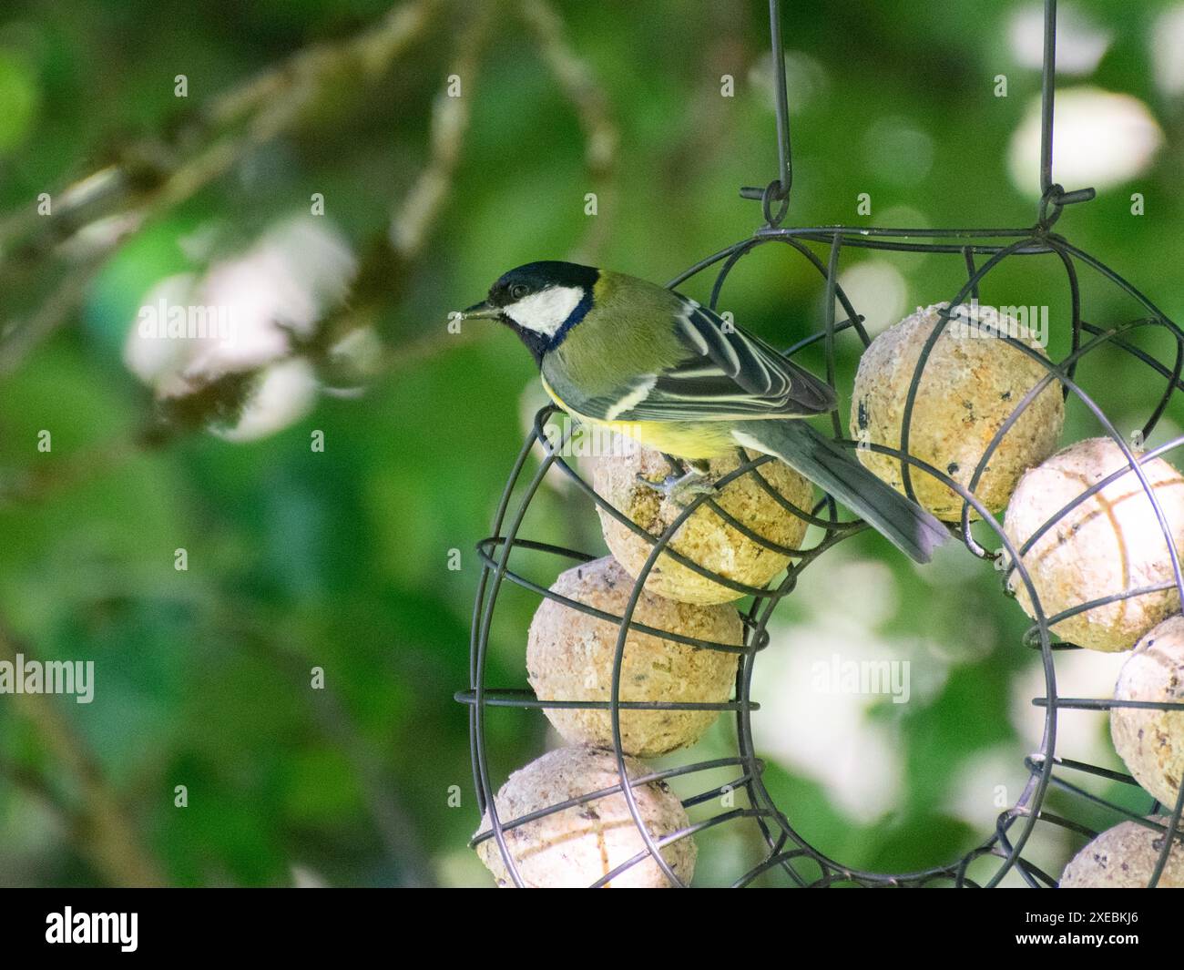 Vogelhilfe hi-res stock photography and images - Alamy