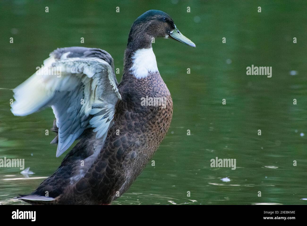Duck from the side Stock Photo - Alamy