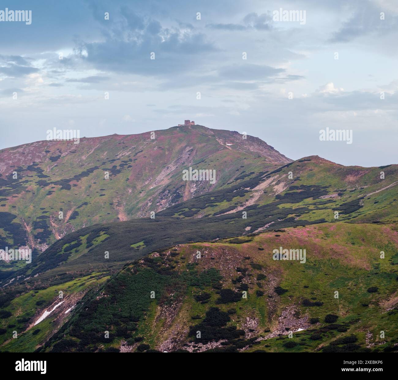 Pip Ivan mount and observatory and rhododendron flowers on slope Stock ...