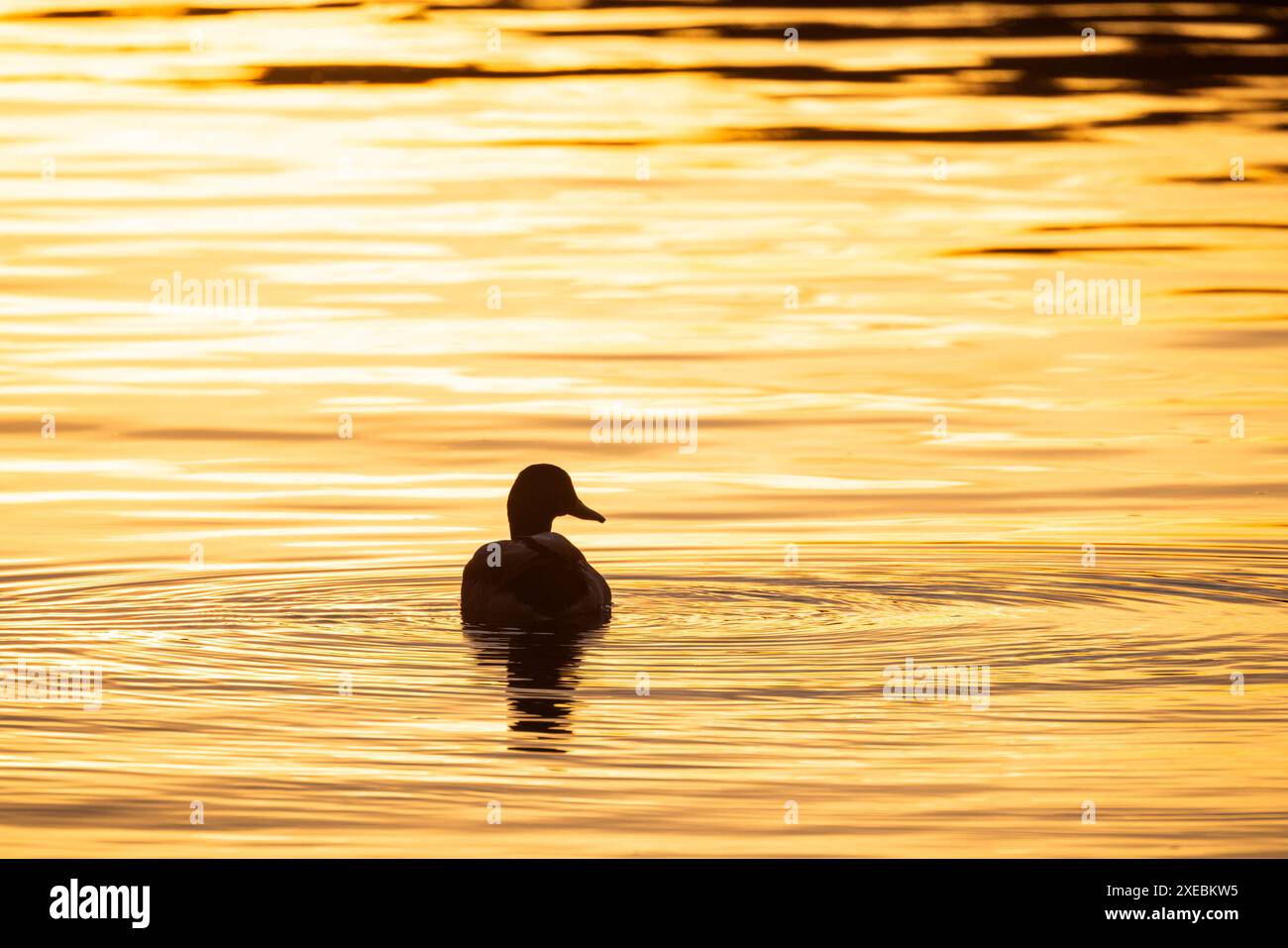 Golden sunset waters lake hi-res stock photography and images - Alamy