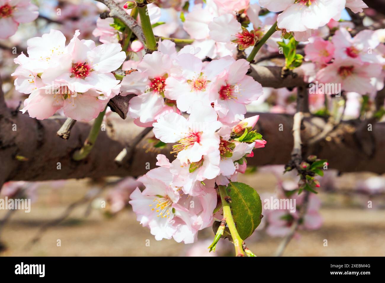 Pink almond flowers Stock Photo - Alamy
