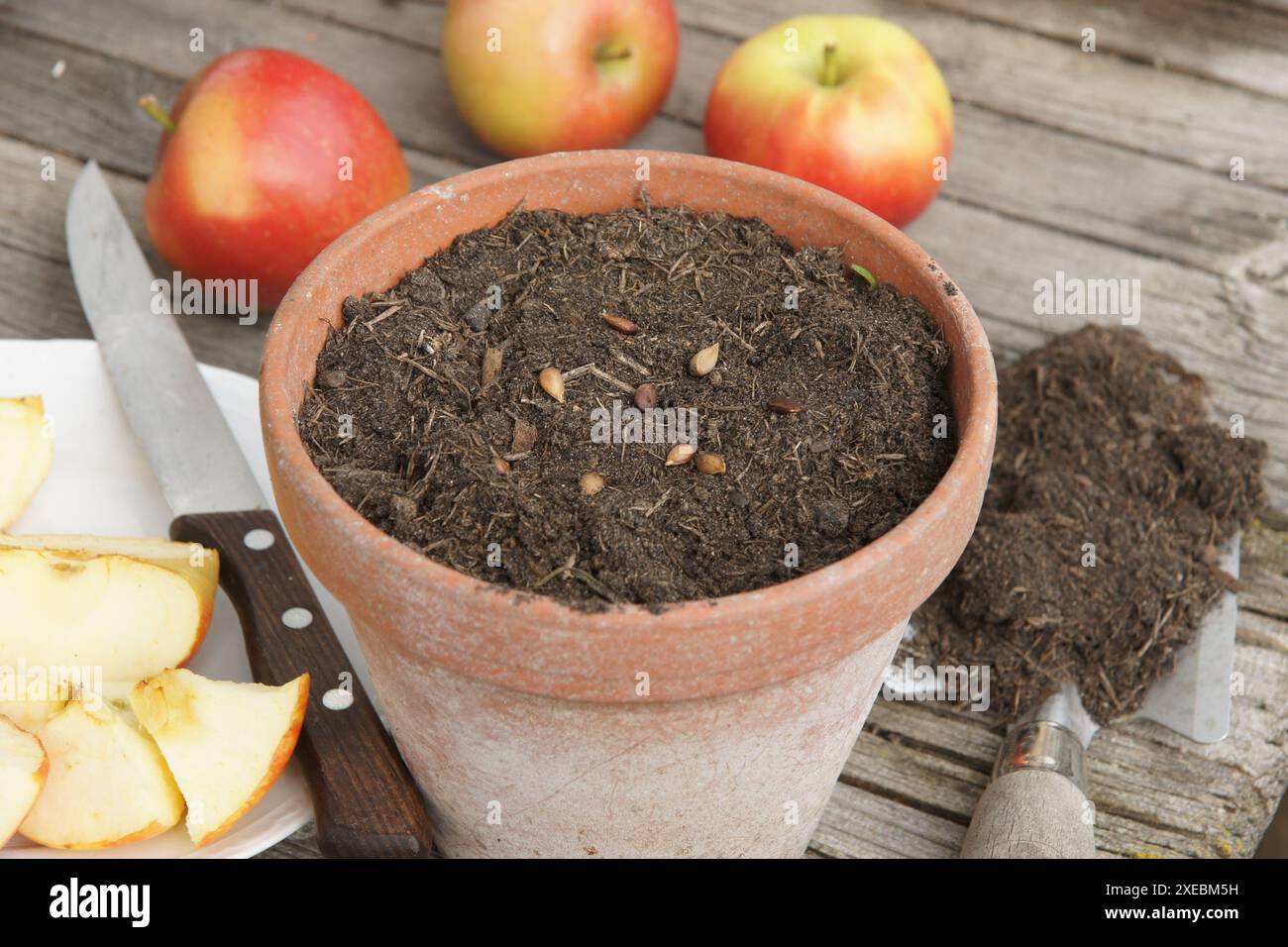 Malus domestica, apple, putting seeds on soil Stock Photo - Alamy