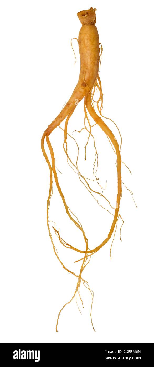 Fresh ginseng on white Cut Out Stock Images & Pictures - Alamy
