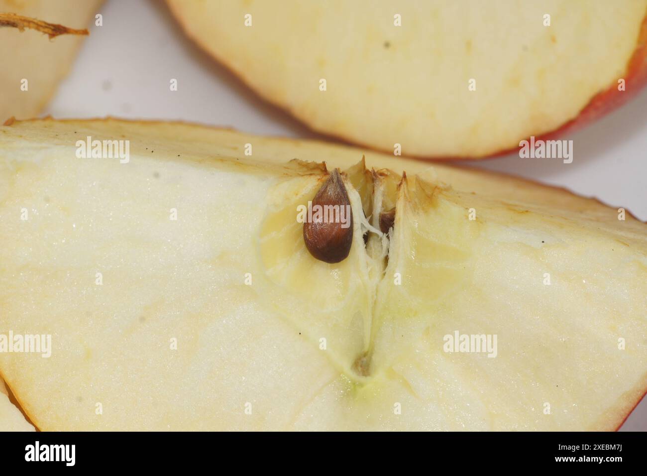 Apple seed germination hi-res stock photography and images - Alamy