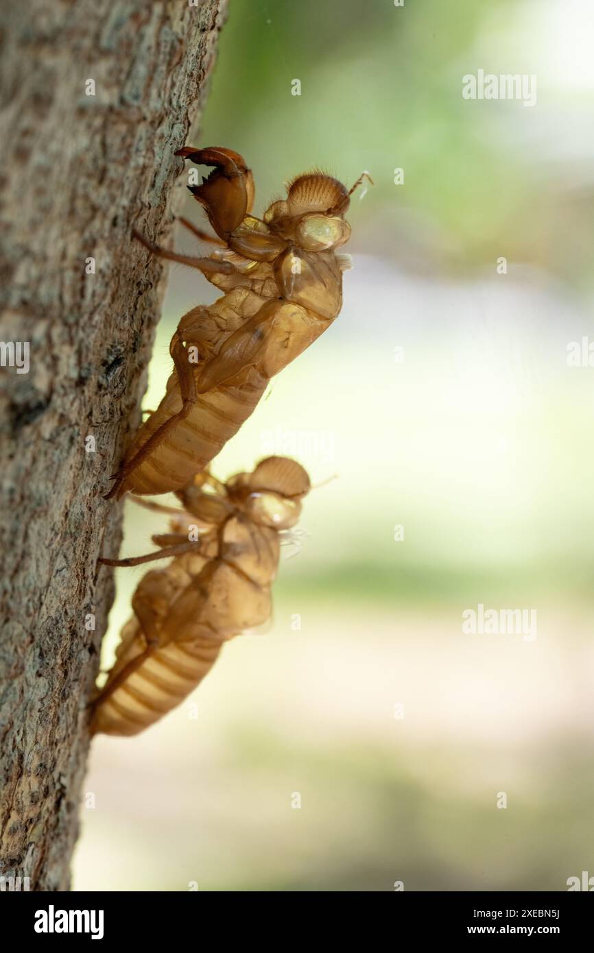 Skin shell of sing cicada on tree trunk Stock Photo - Alamy