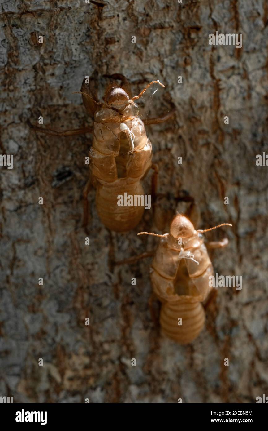 Skin shell of sing cicada on tree trunk Stock Photo - Alamy
