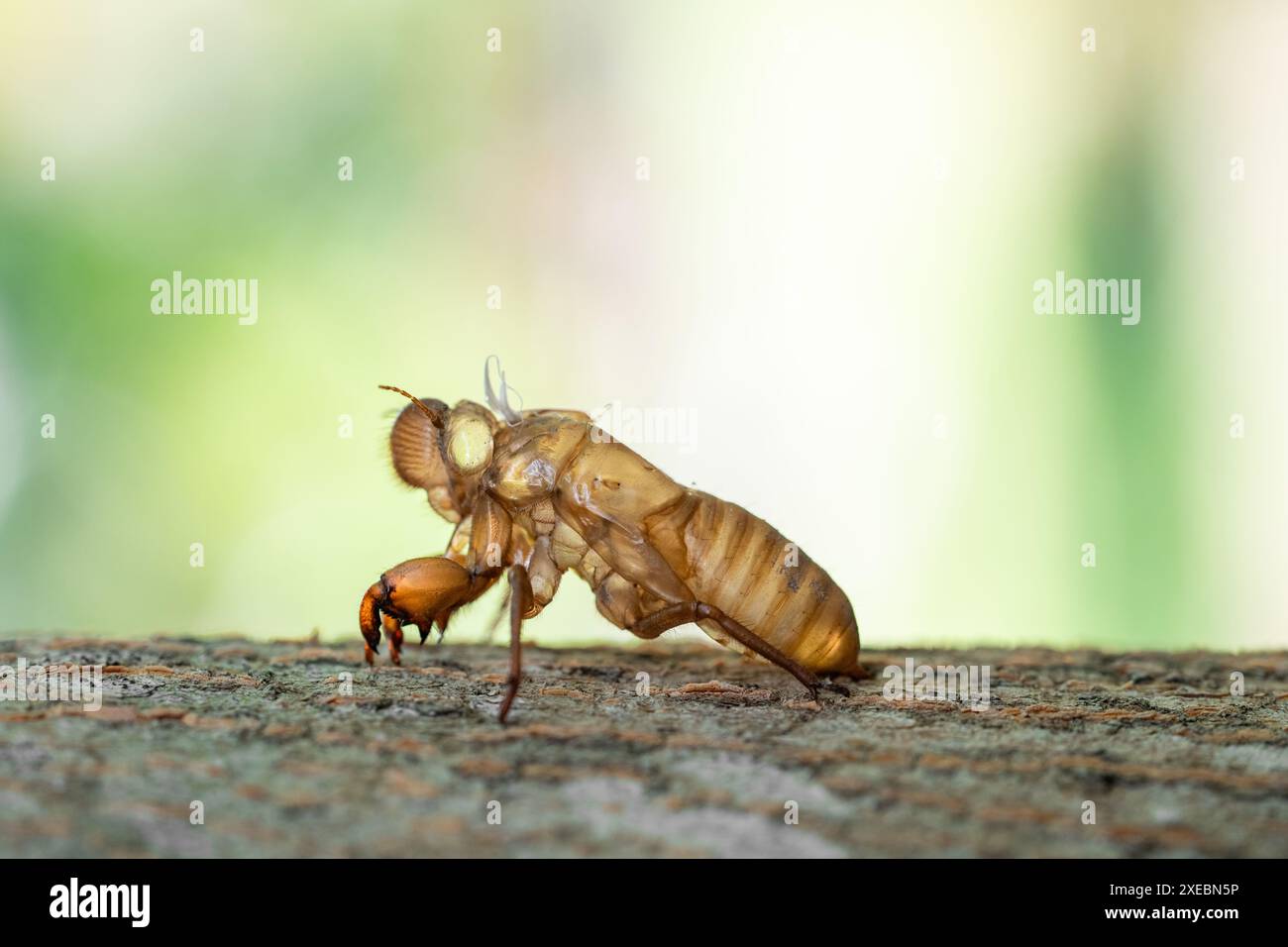 Tropical cicada emergence hi-res stock photography and images - Alamy