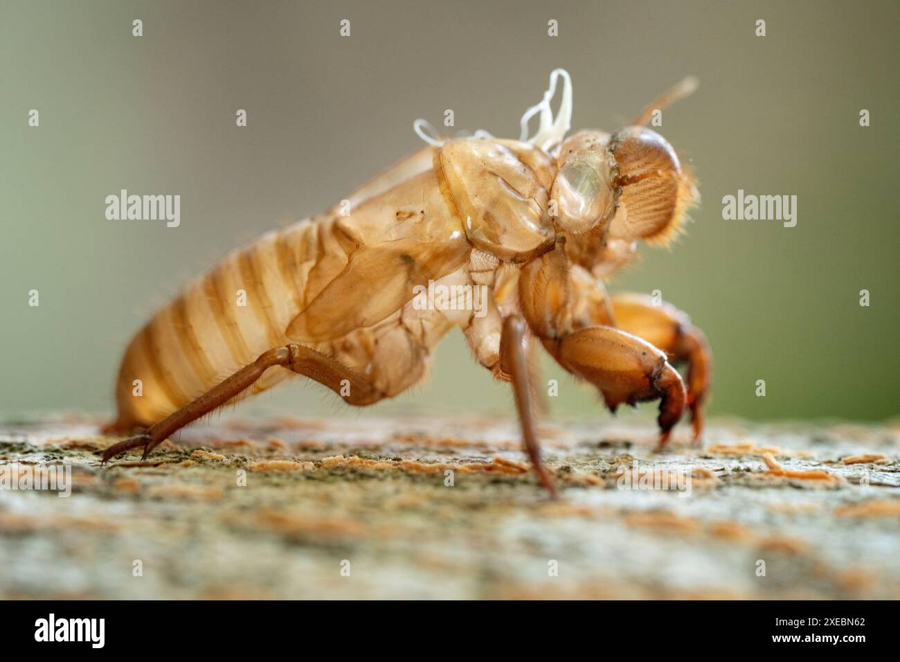 Skin shell hi-res stock photography and images - Alamy