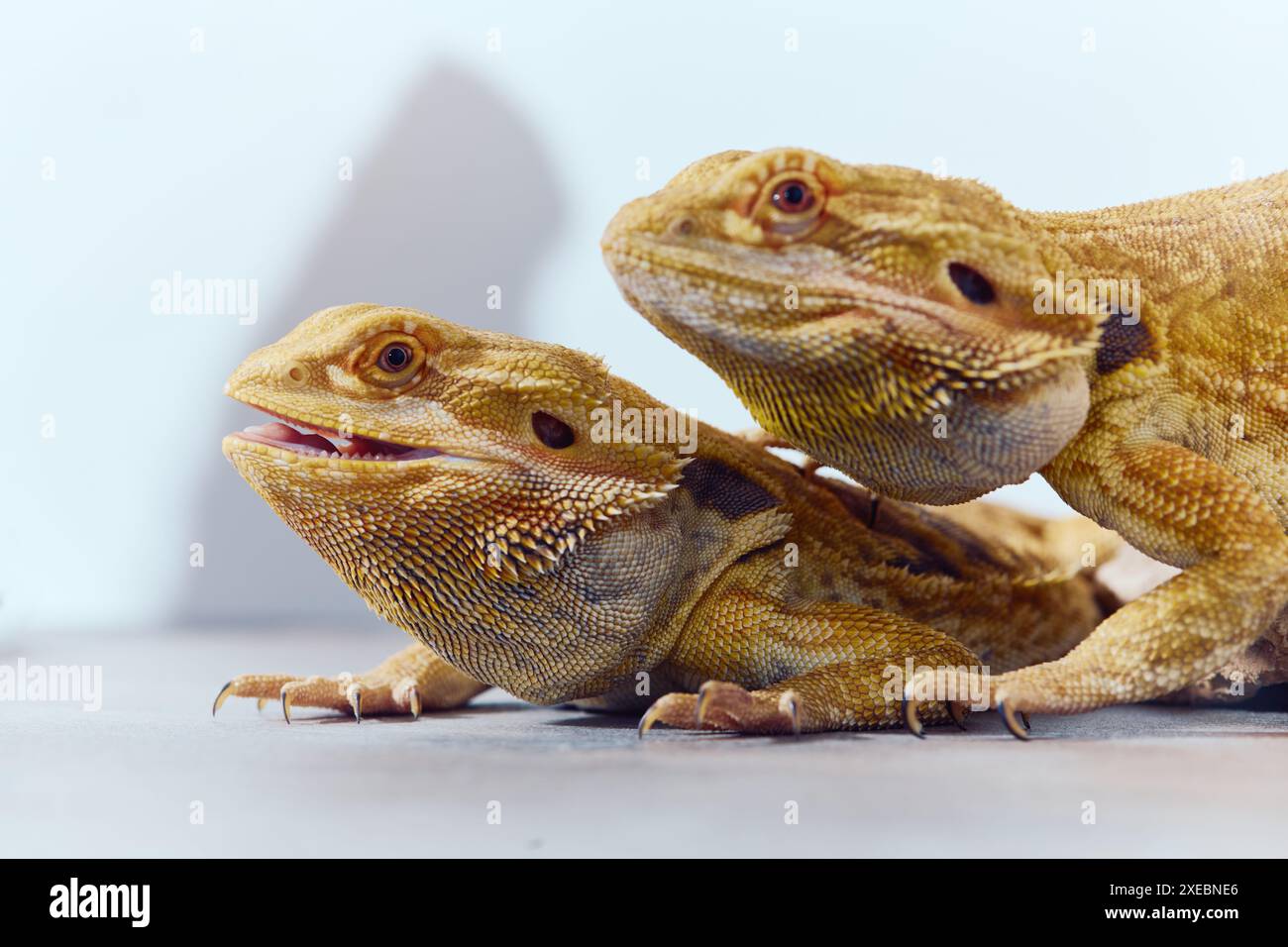 Bearded Dragons: A Close-Up Look at This Amazing Lizards Stock Photo ...