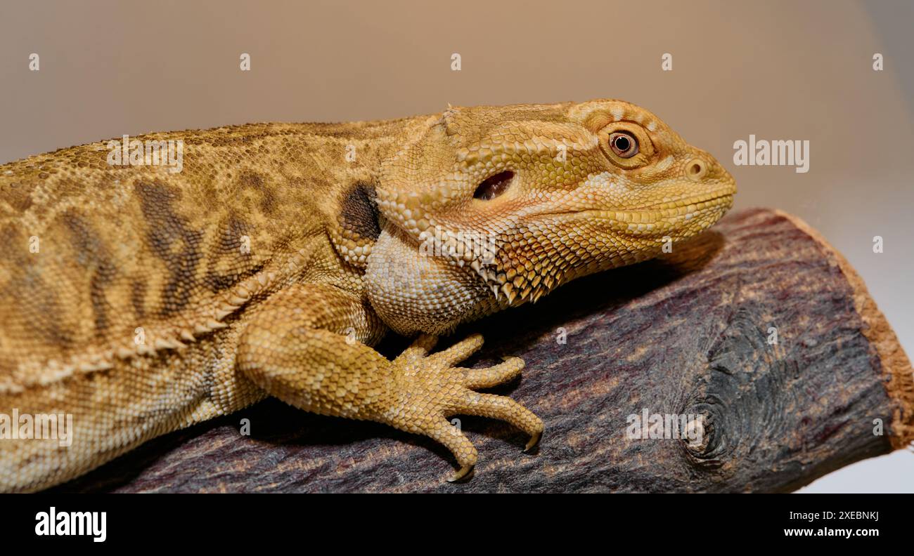 Close-up photo of a bearded dragon reveals its yellow skin texture, red ...