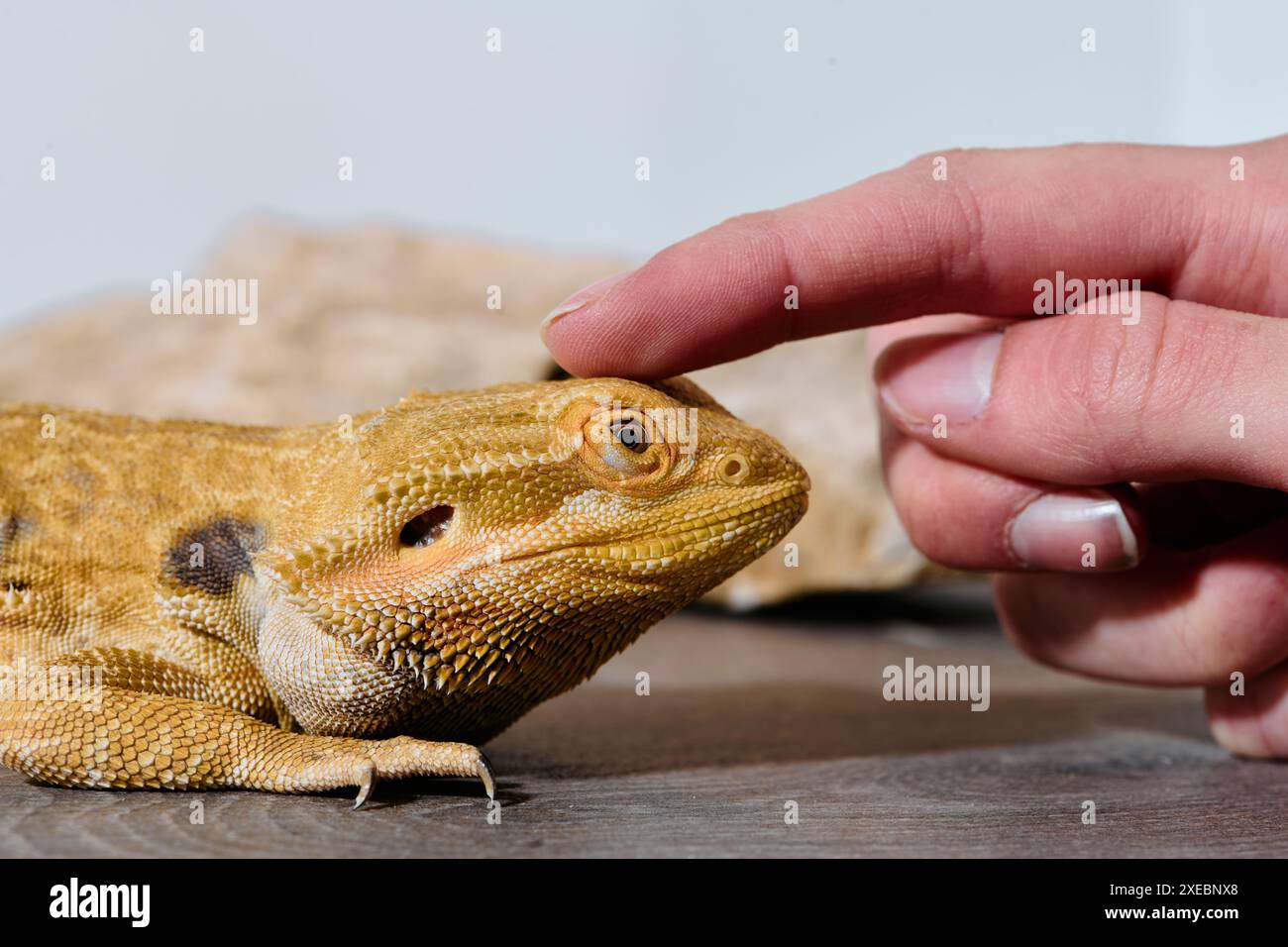 Bearded Dragons: A Close-Up Look at This Amazing Lizards Stock Photo ...