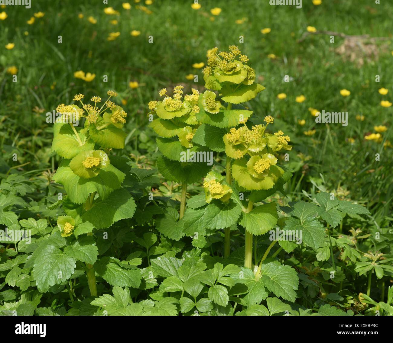 Stem encompassing hi-res stock photography and images - Alamy