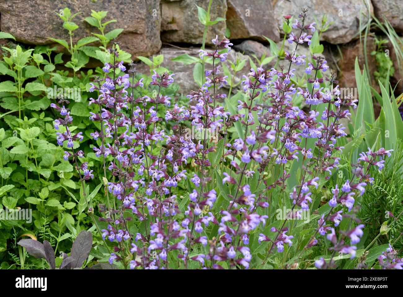 Trockenmauern im Garten sind gut geeignet für viele Kraeuter und ...