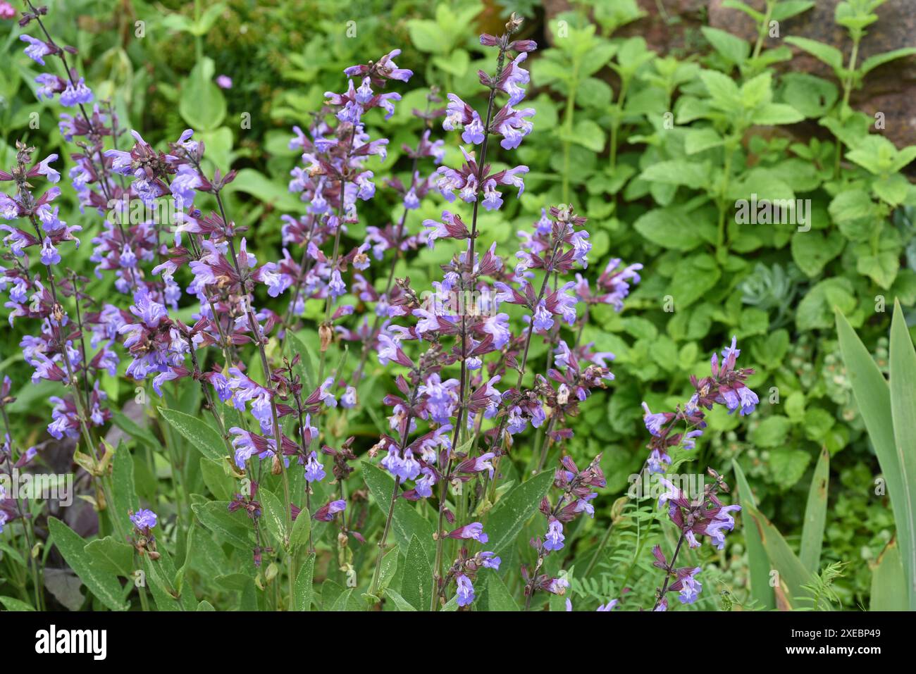 Trockenmauern im Garten sind gut geeignet für viele Kraeuter und ...