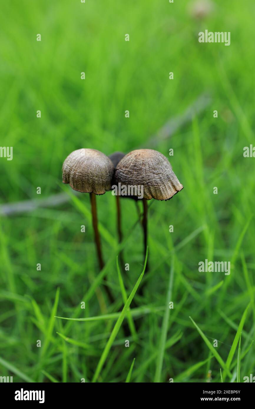 Fungus blades hi-res stock photography and images - Alamy