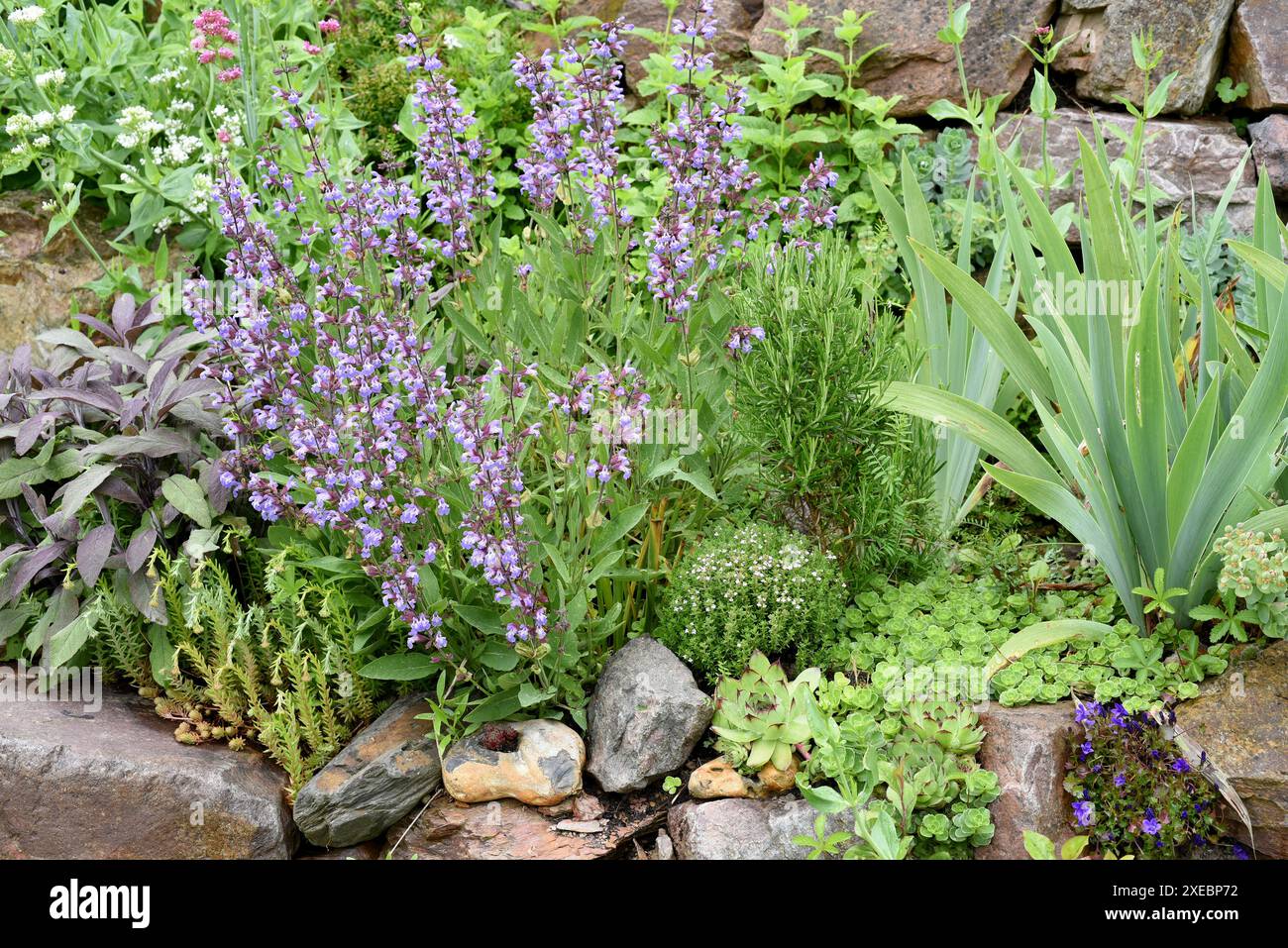 Trockenmauern im Garten sind gut geeignet für viele Kraeuter und ...