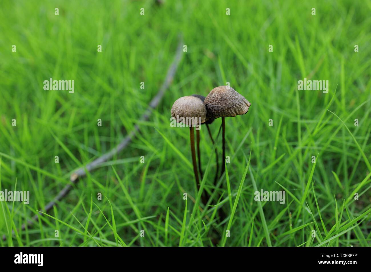 Fungus blades hi-res stock photography and images - Alamy