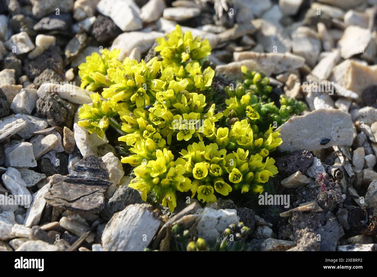 Balkan felsenbluemchen hi-res stock photography and images - Alamy