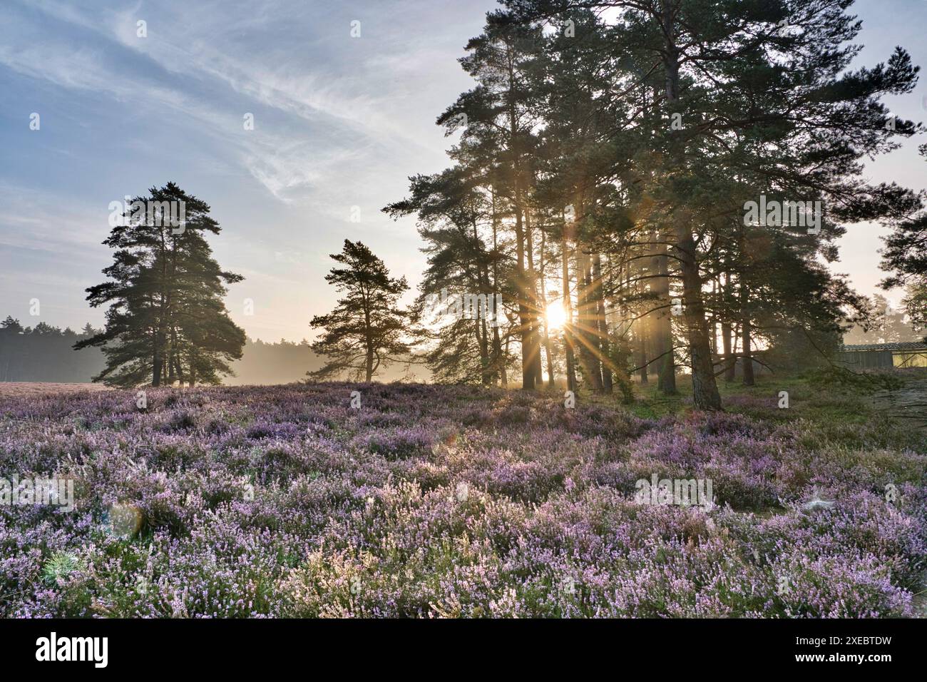 Der misselhorner heide hi-res stock photography and images - Alamy