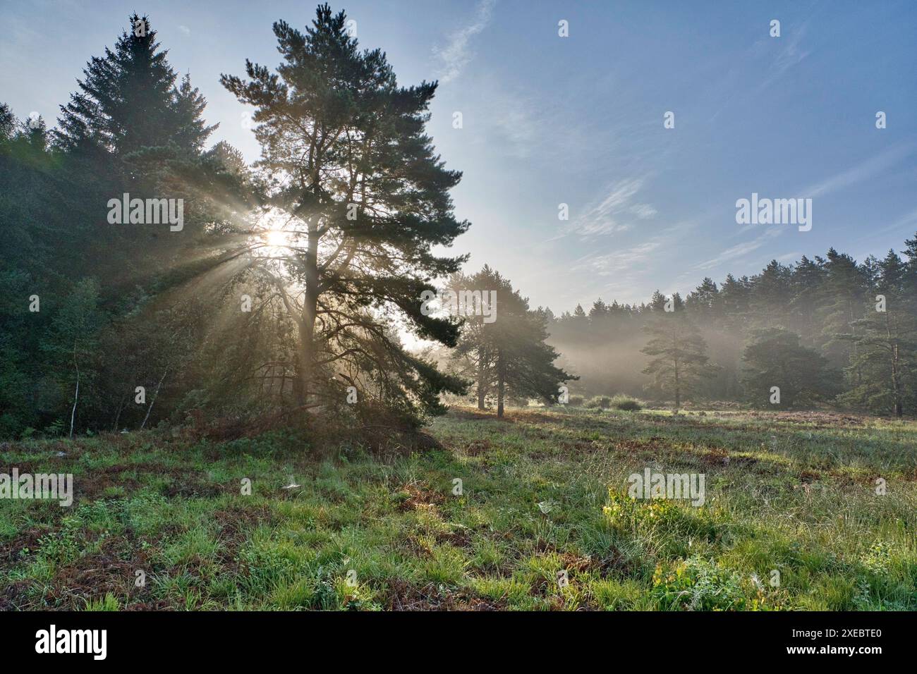 Misselhorner heath hi-res stock photography and images - Alamy
