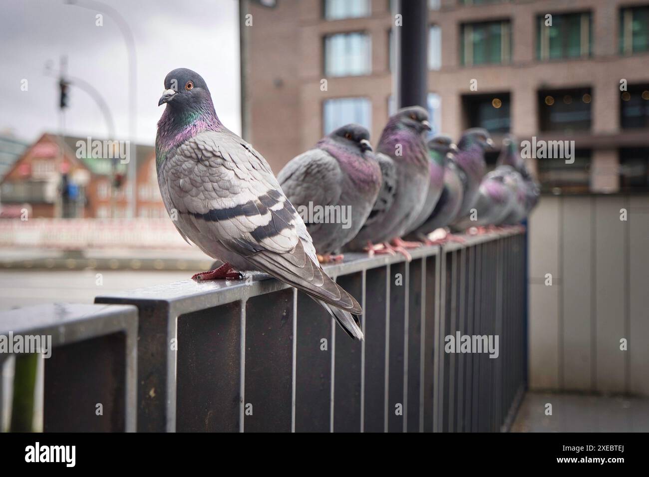 Tauben tauben hi-res stock photography and images - Alamy