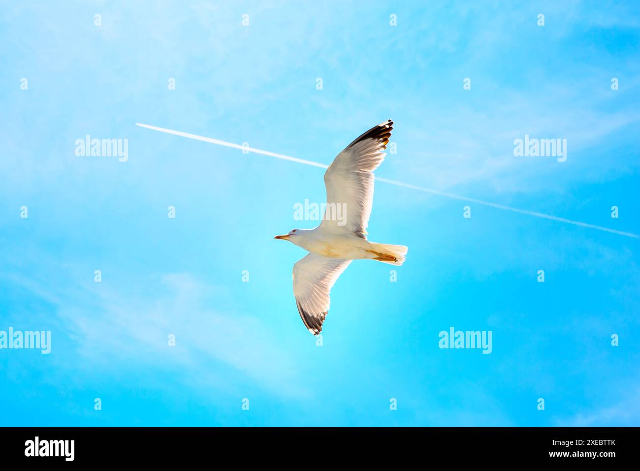 White contrail trace of plane and seagull on blue sky flying one ...