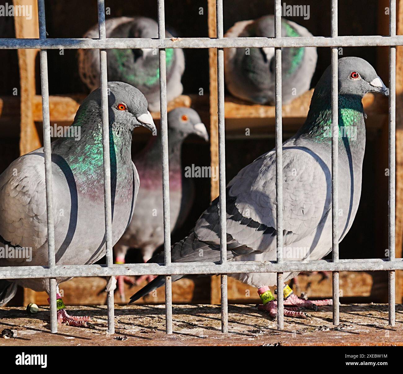 Carrier pigeons in a cage Stock Photo - Alamy