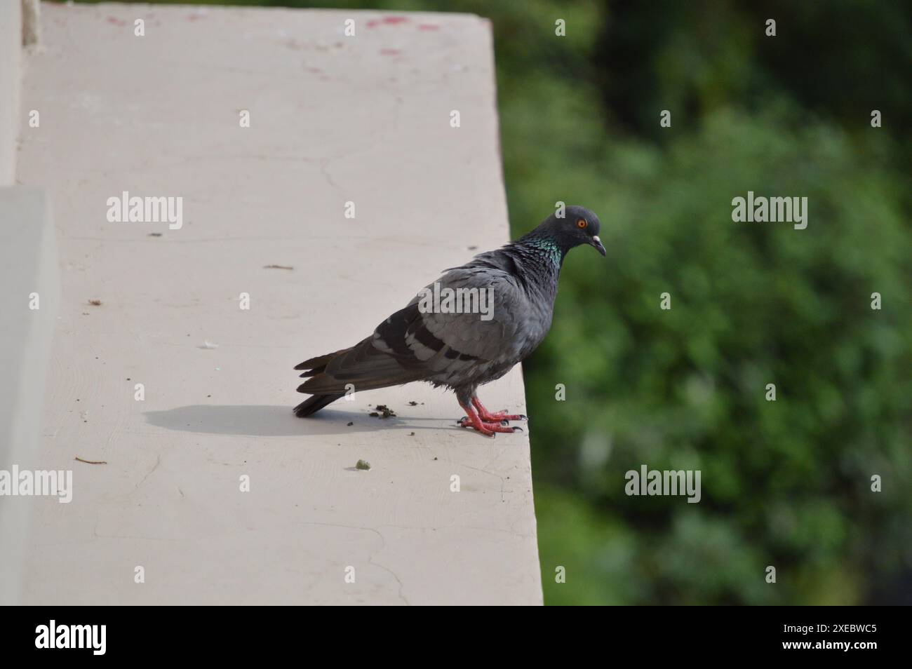 Featheredwildlife hi-res stock photography and images - Alamy