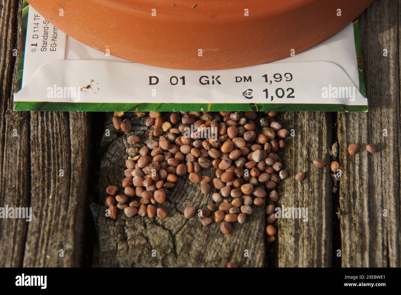 Radish seed germination raphanus hi-res stock photography and images ...
