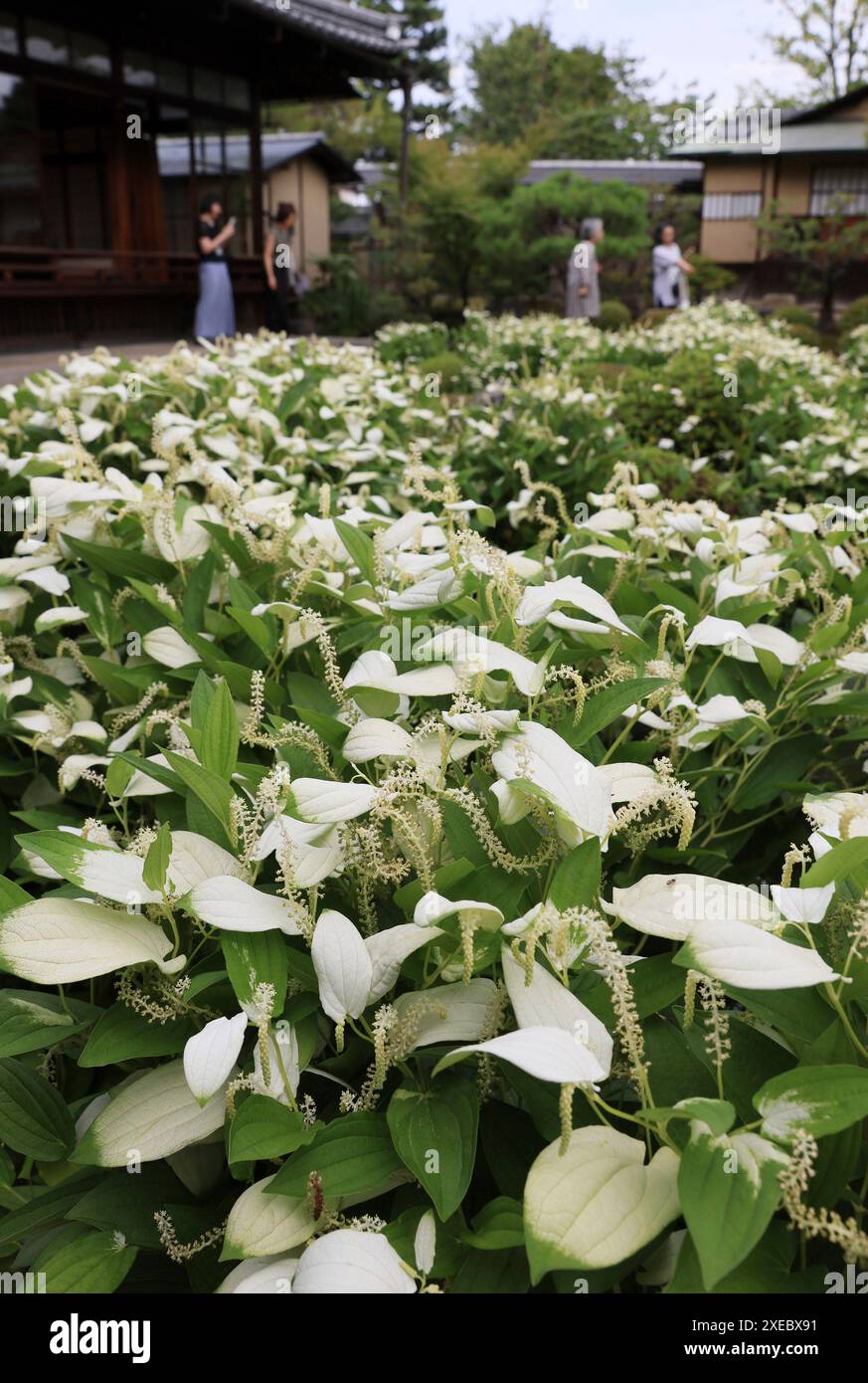Chinese lizard's tail flowers are in full bloom at Ryosokuin Temple in ...