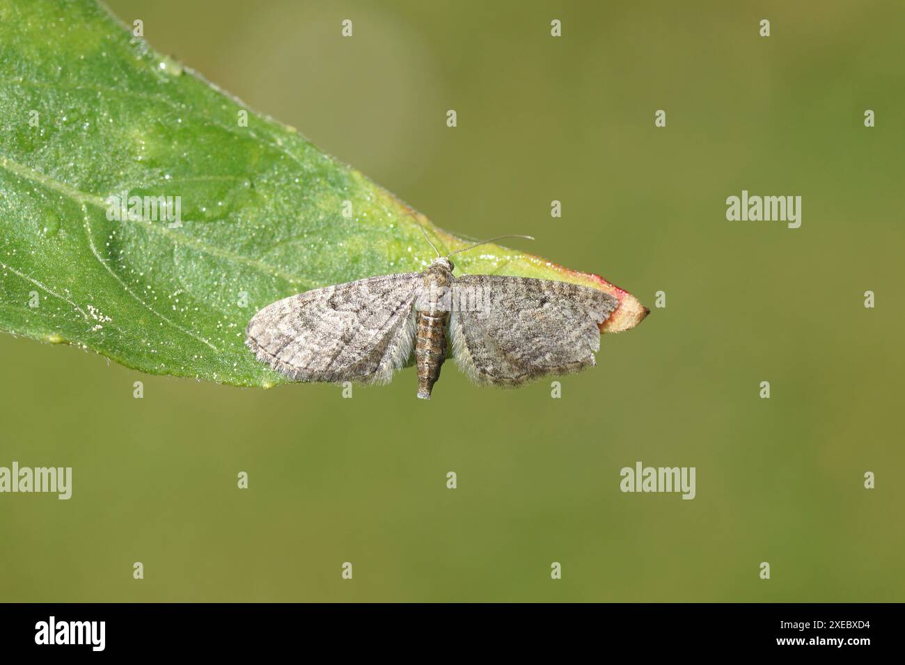 Grey pug (Eupithecia subfuscata), family Geometridae on a leaf. A damaged wing. Dutch garden ...